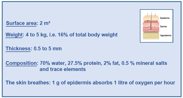 Skin, the human body’s largest organ