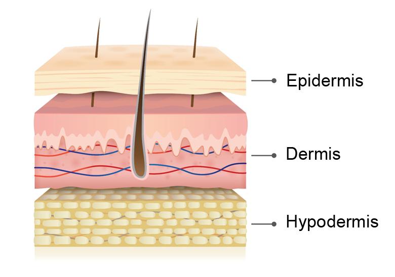 Skin, the human body’s largest organ